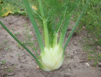 Wortel- & knolgewassen I De Bolster