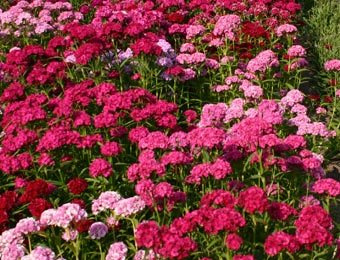 Meerjarige bloemen: bloemzaden kopen | De Bolster Biologische Zaden