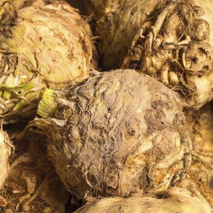 Wortel- en knolgewassen zaden | De Bolster Biologische Zaden